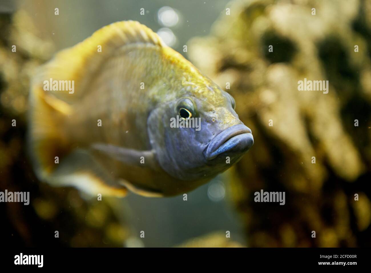 African cichlids cichlidae underwater blue aquatic hi-res stock ...