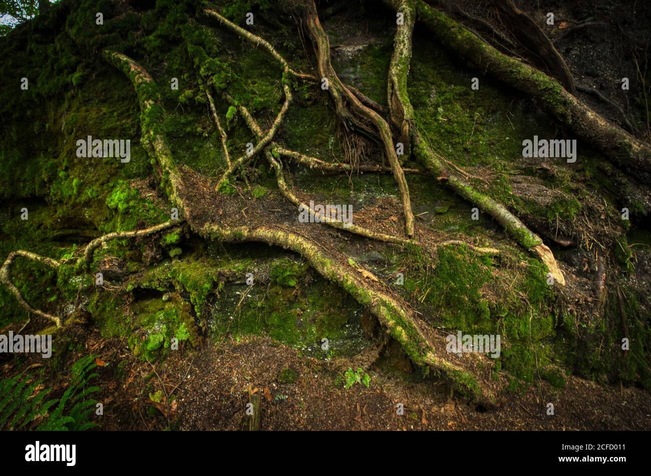 Panama Rocks Scenic Park, Chautauqua County, New York, USA - an ancient ...