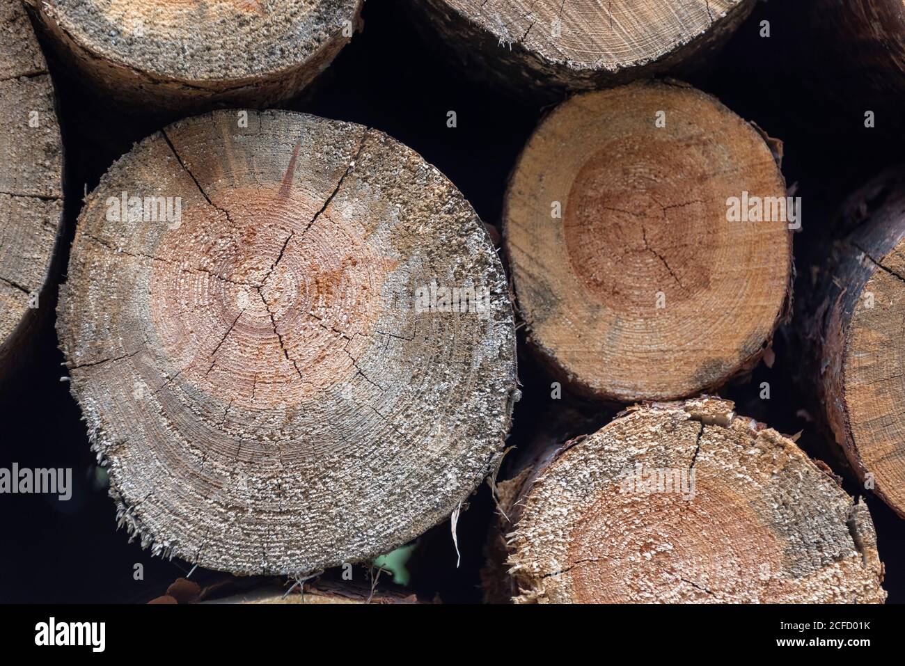 Cut surfaces of tree trunks with annual rings Stock Photo - Alamy