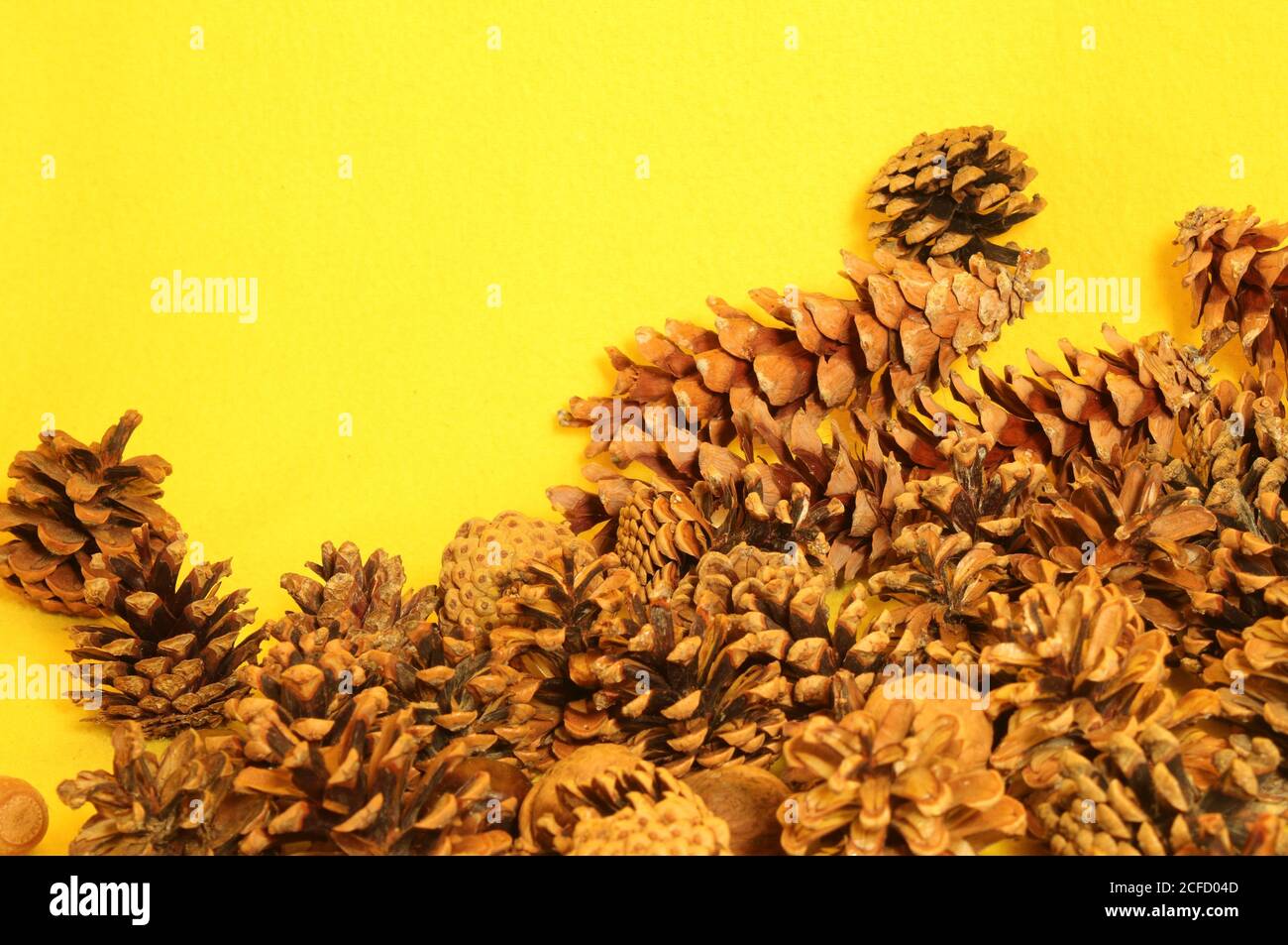 Dry cones on a yellow background Stock Photo - Alamy