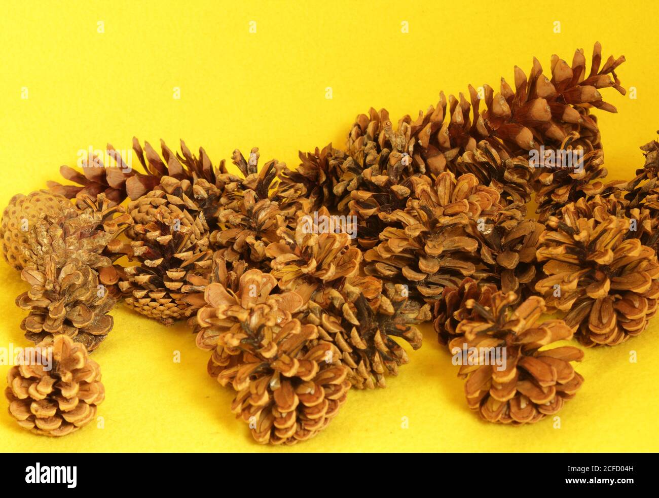 Dry cones on a yellow background Stock Photo - Alamy