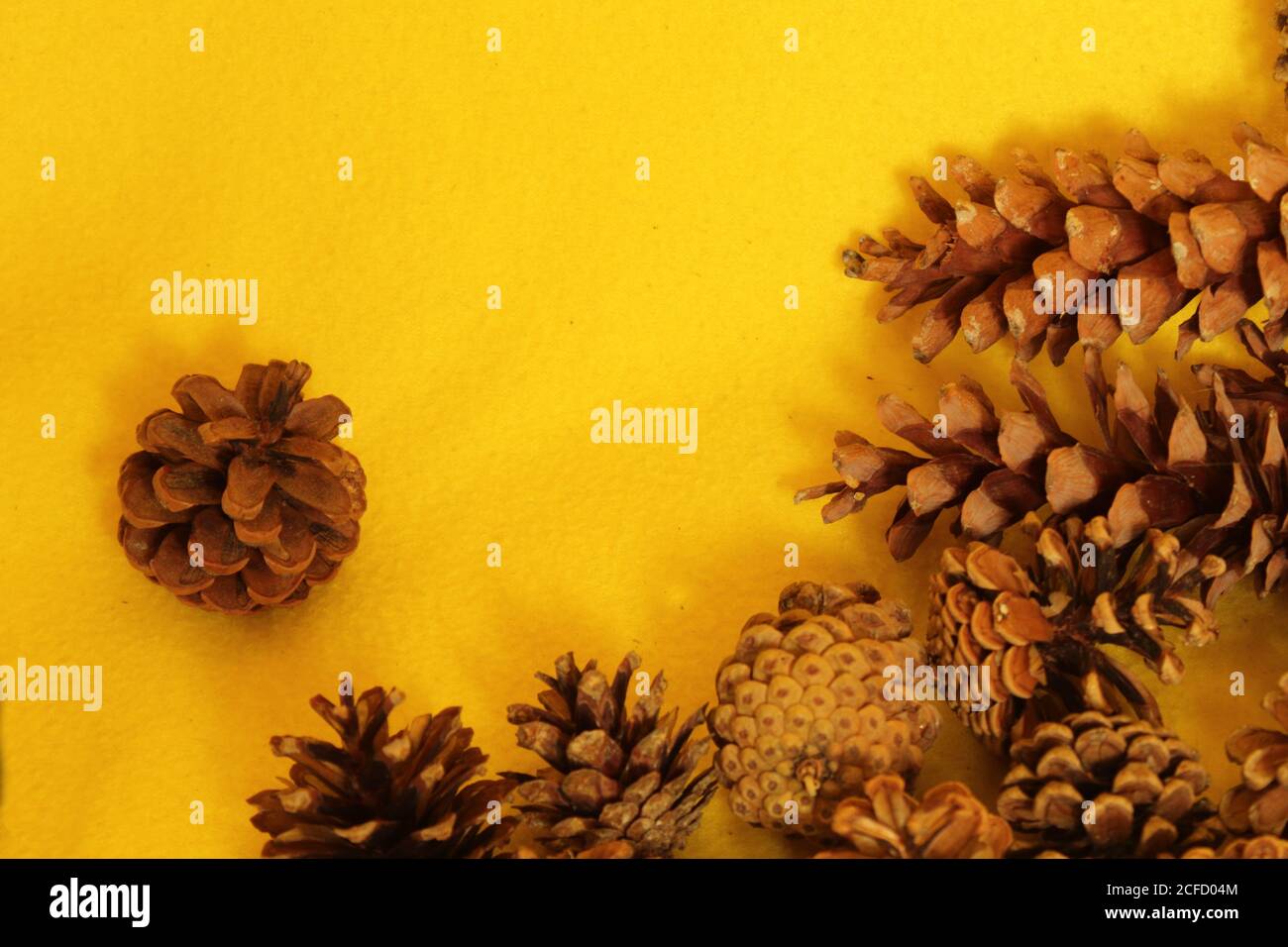 Dry cones on a yellow background Stock Photo - Alamy