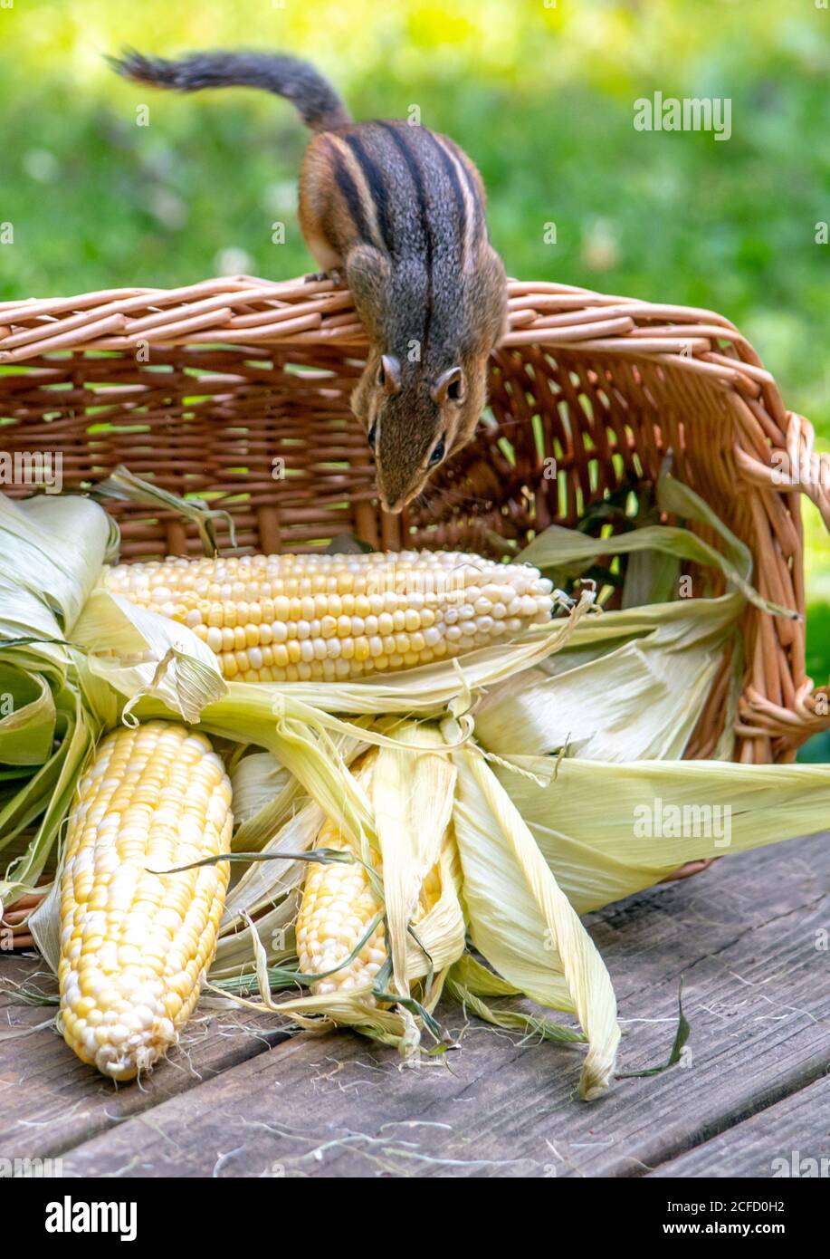 Chipmunk stands on the top of a basket, ready to dive into delicious ...