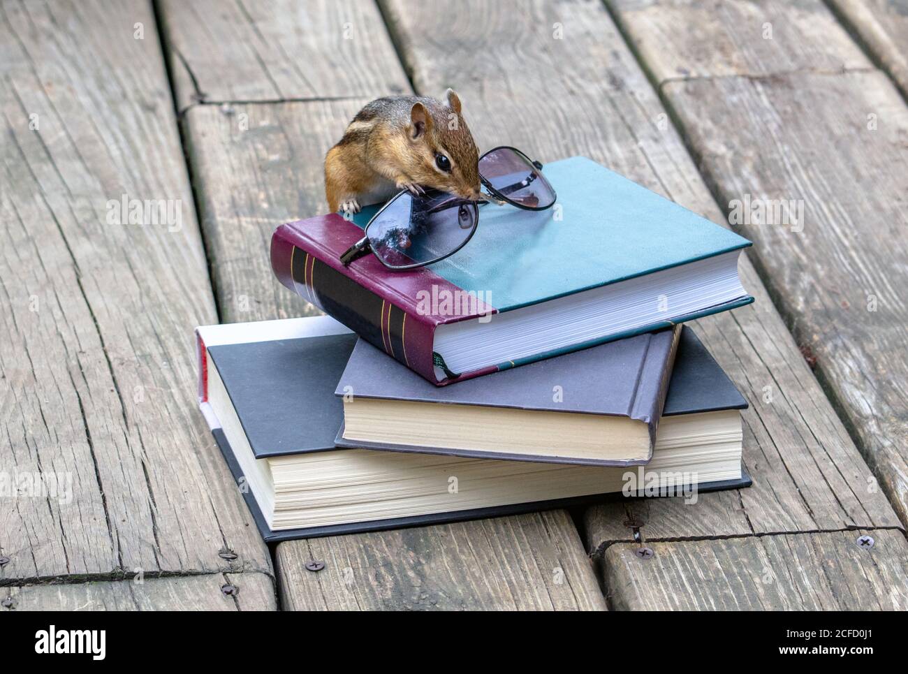 chipmunk with a pair of reading glassed is ready for some summertime ...