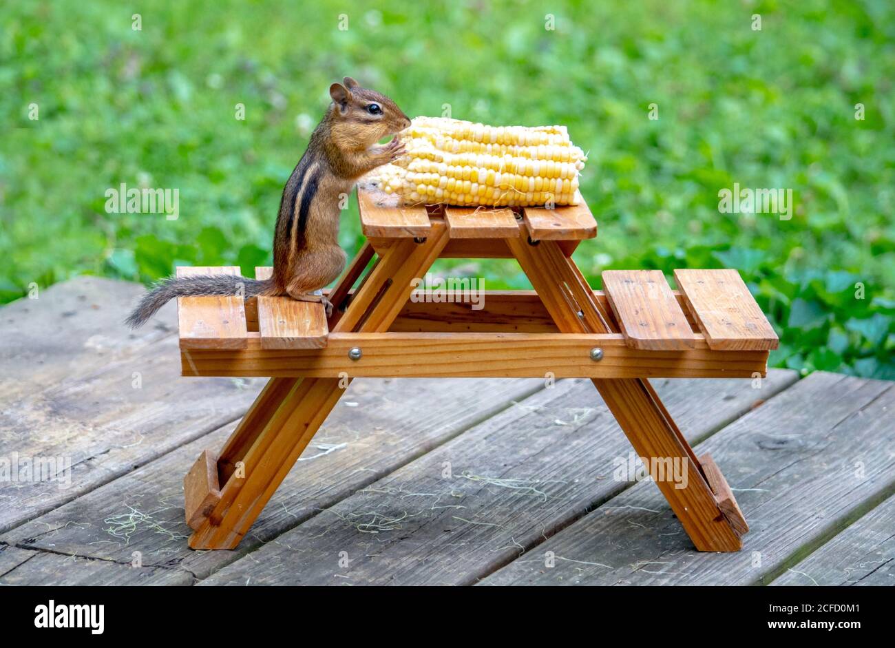 Adorable chipmunk munches on corn on the cob as he sits at this ...