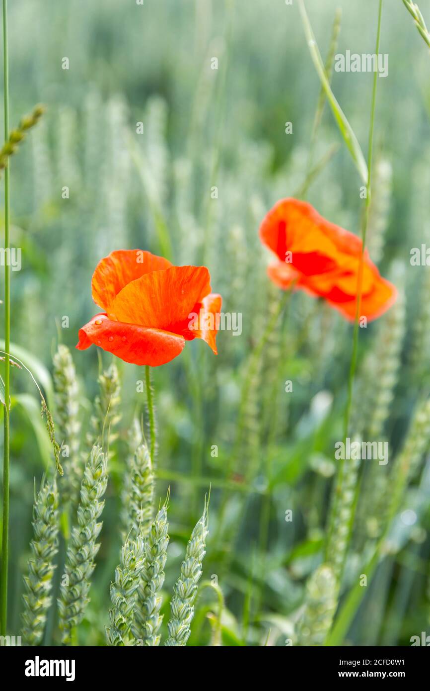 Corn field red poppy hi-res stock photography and images - Alamy