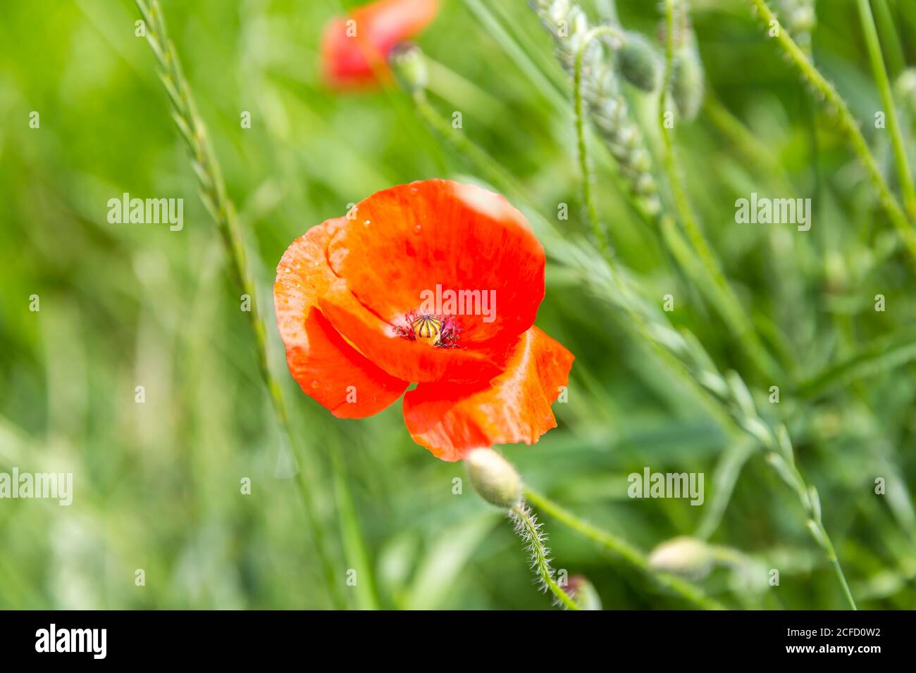 Corn field red poppy hi-res stock photography and images - Alamy