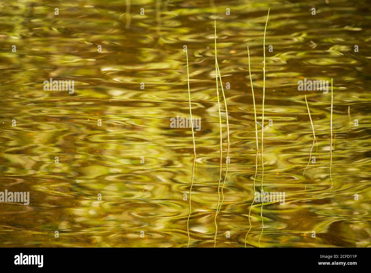 Smooth surface on lake hi-res stock photography and images - Alamy