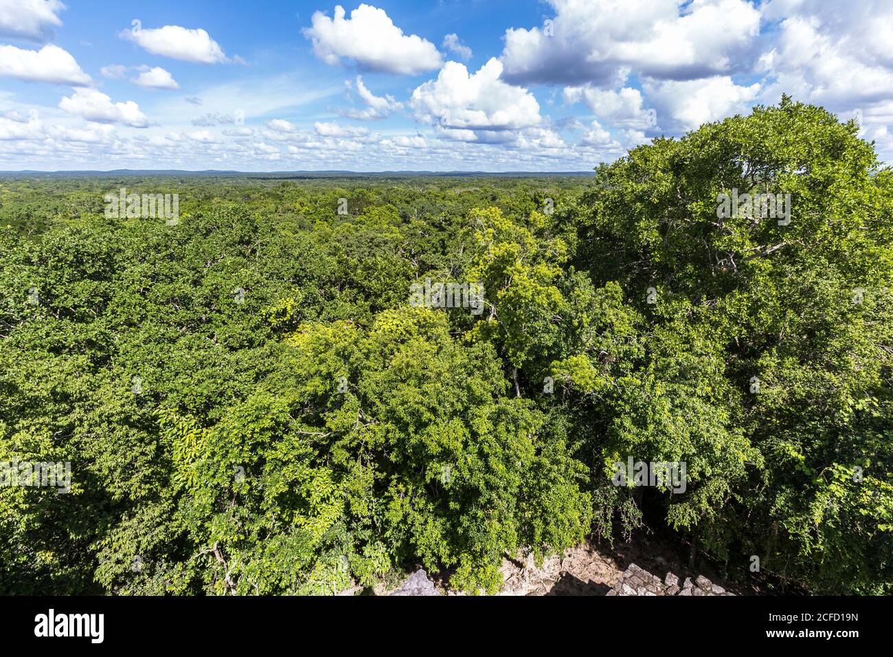 Jungle view from Calakmul temple grounds, Yucatan Peninsula, Mexico ...