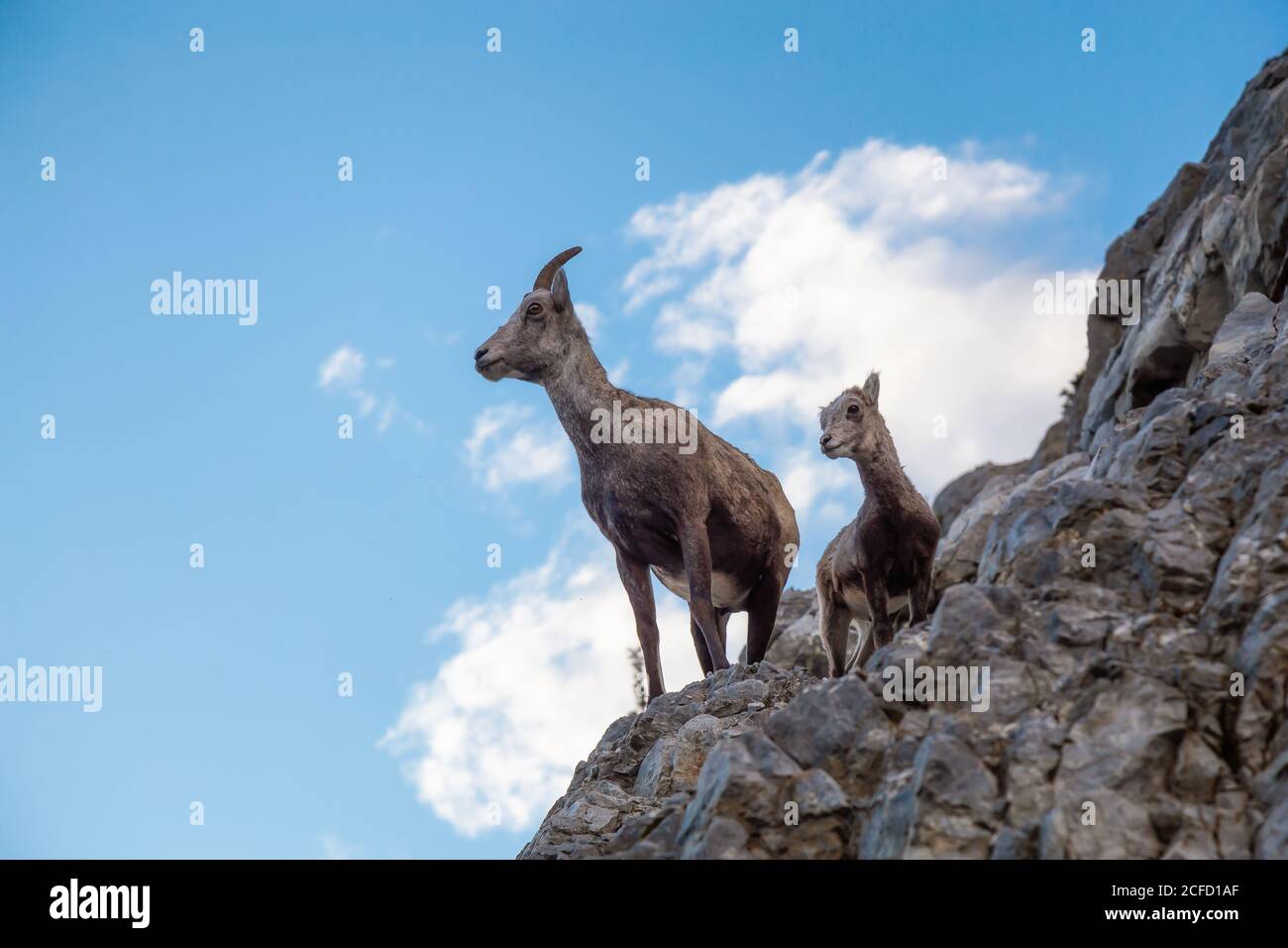 Wild sheep northern canada hi-res stock photography and images - Alamy