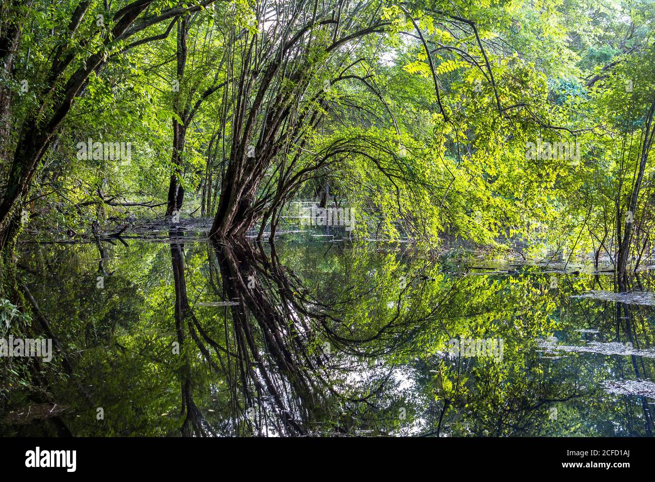 Jungle yucatan hi-res stock photography and images - Alamy