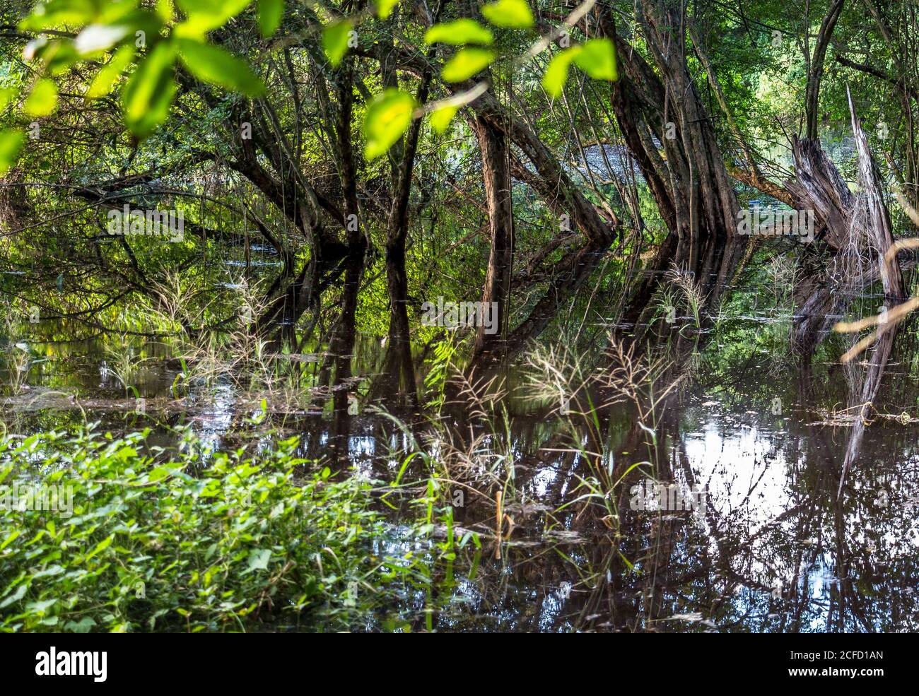 Swamp in the jungle of Calakmul, Yucatan Peninsula, Mexico Stock Photo ...