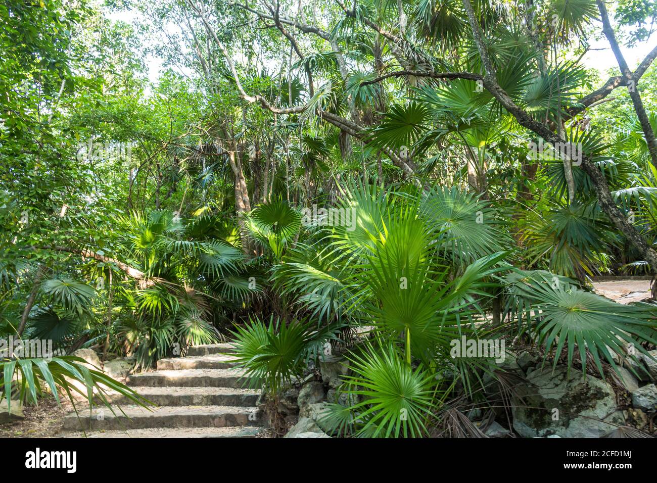 Jungle path hi-res stock photography and images - Alamy