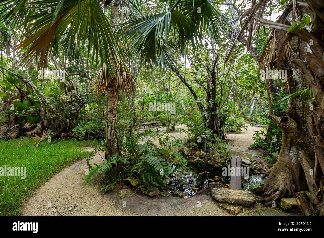 Jungle around Cenote Crystal - karst cave in Tulum. Quintana Roo ...