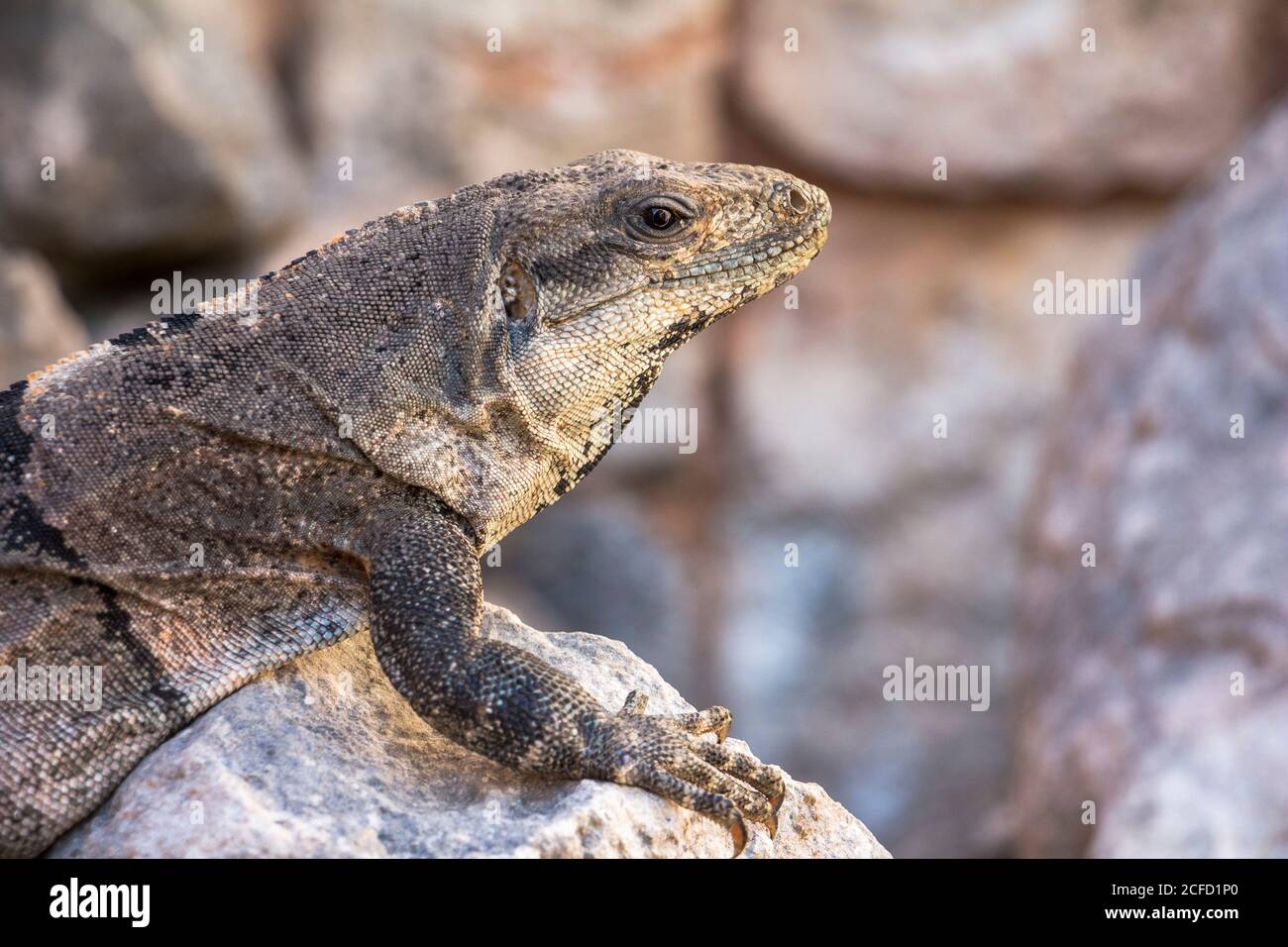 Lizard in the grounds of the ancient Mayan city of Uxmal, Yucatan ...