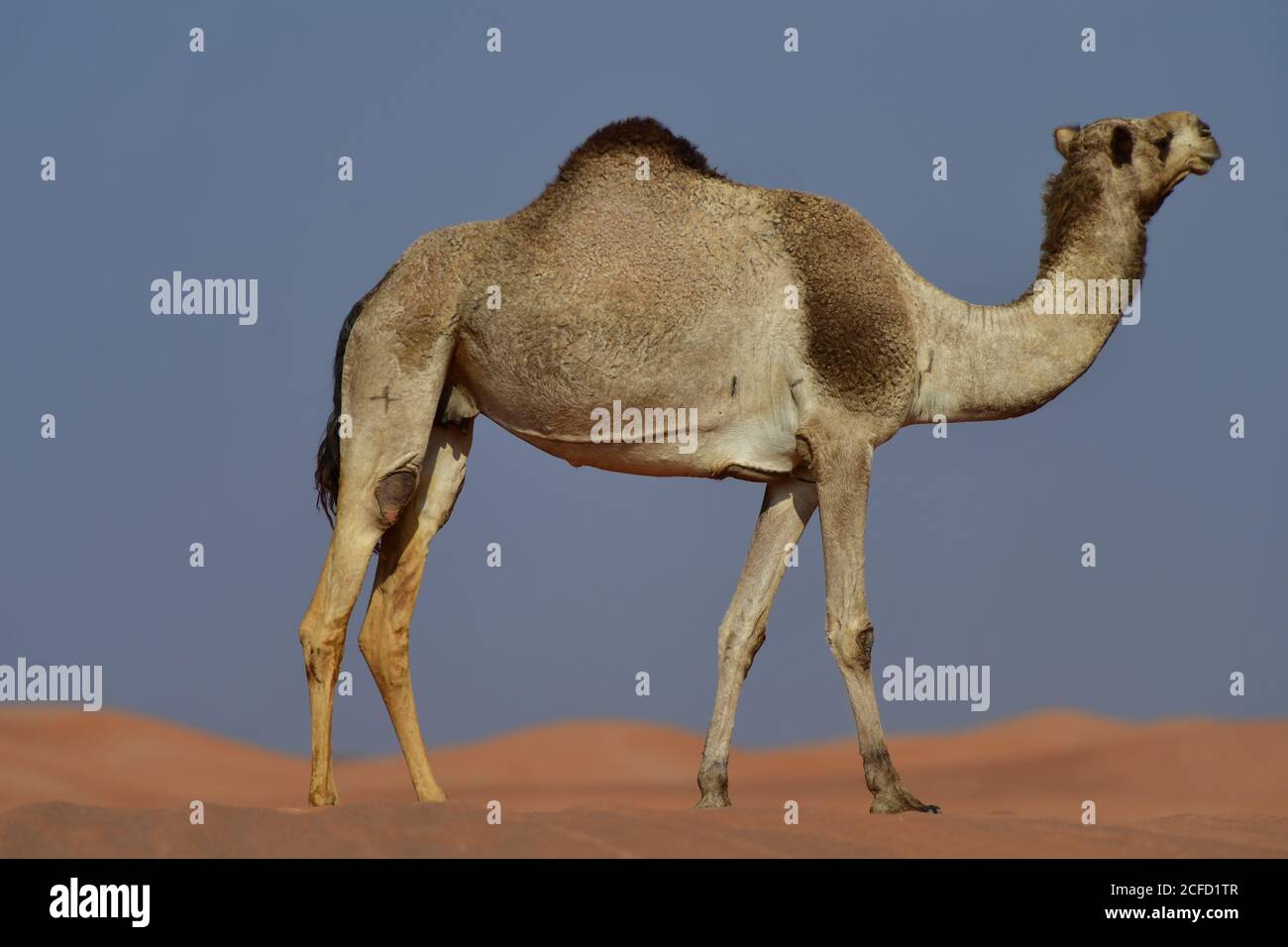 Arabian Camel (dromedary) exhibiting the sheer size and capabilities of ...