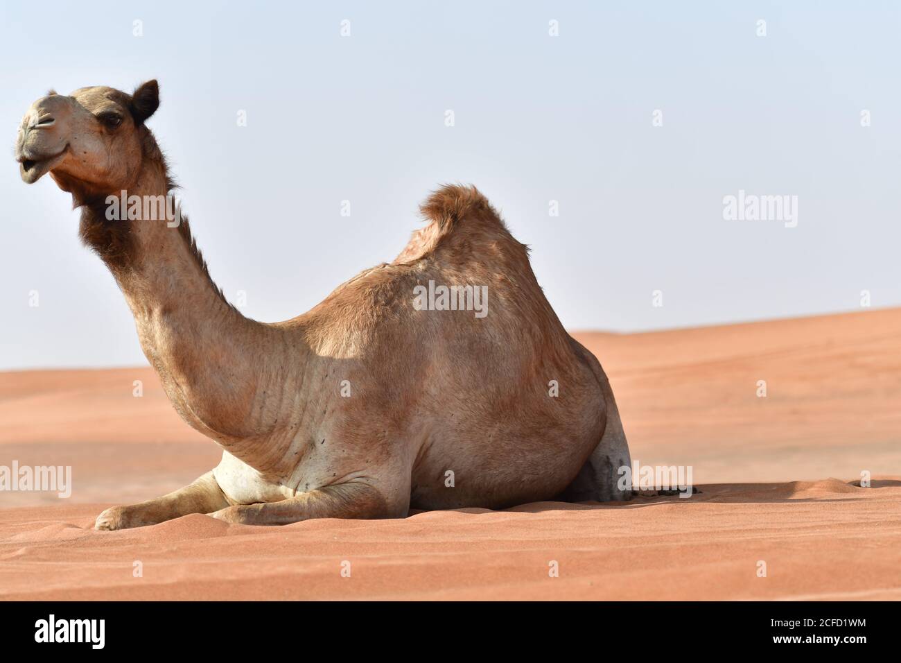 Arabian Camel (dromedary) resting in the harsh desert sand dunes of the ...
