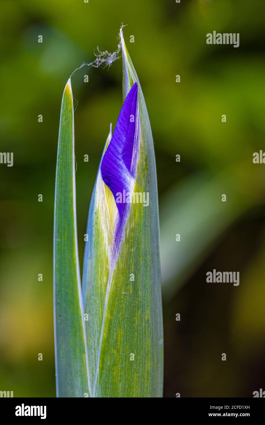 Blue magic iris hi-res stock photography and images - Alamy