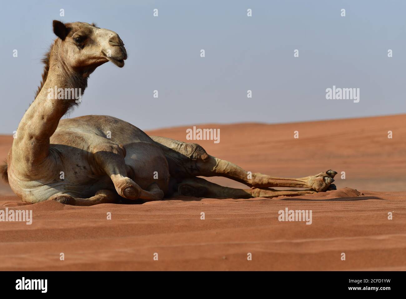 Arabian Camel (dromedary) resting in the harsh desert sand dunes of the Arabian Peninsula ...