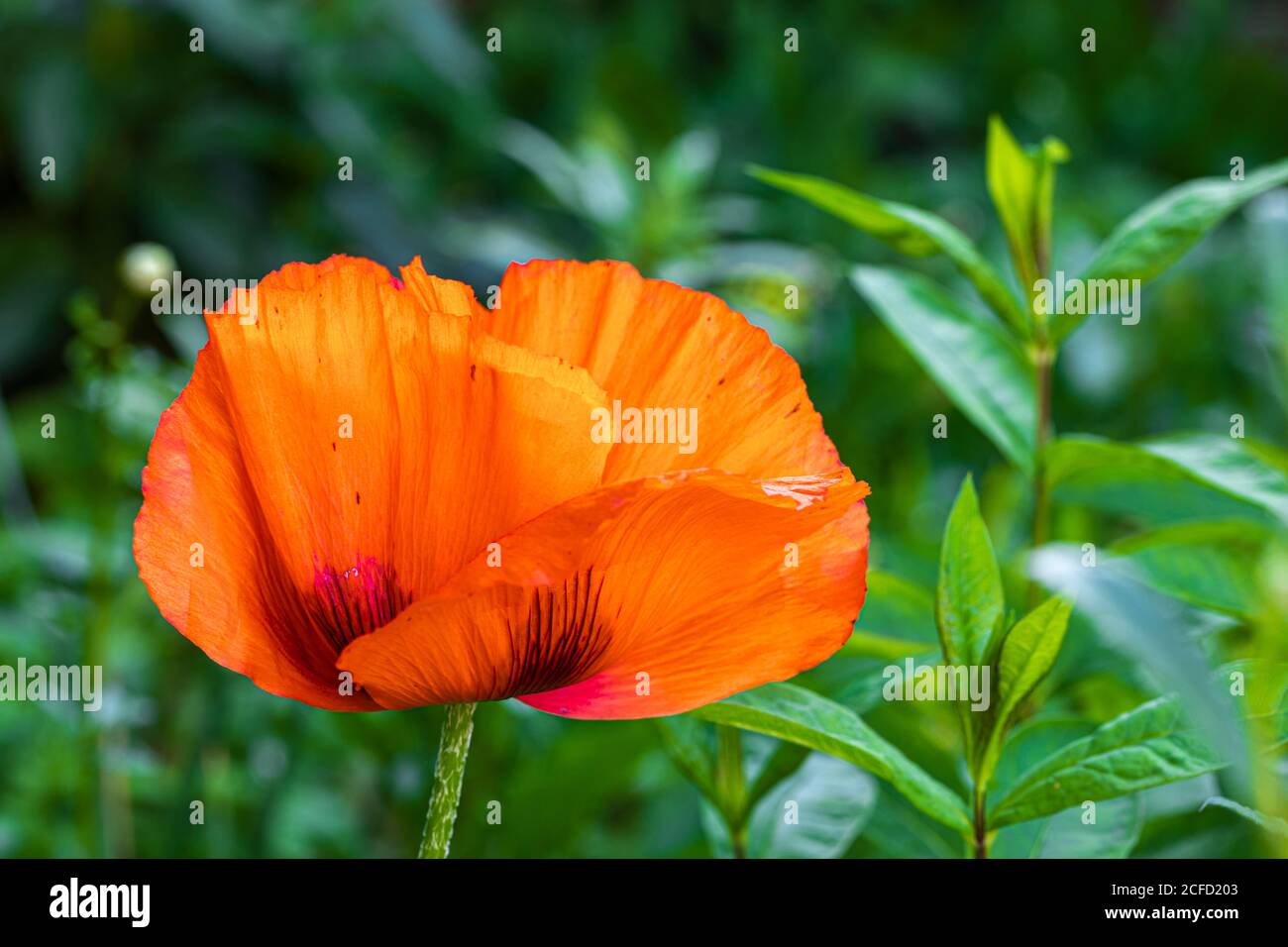 Poppies, papaver, bloom, close-up Stock Photo - Alamy