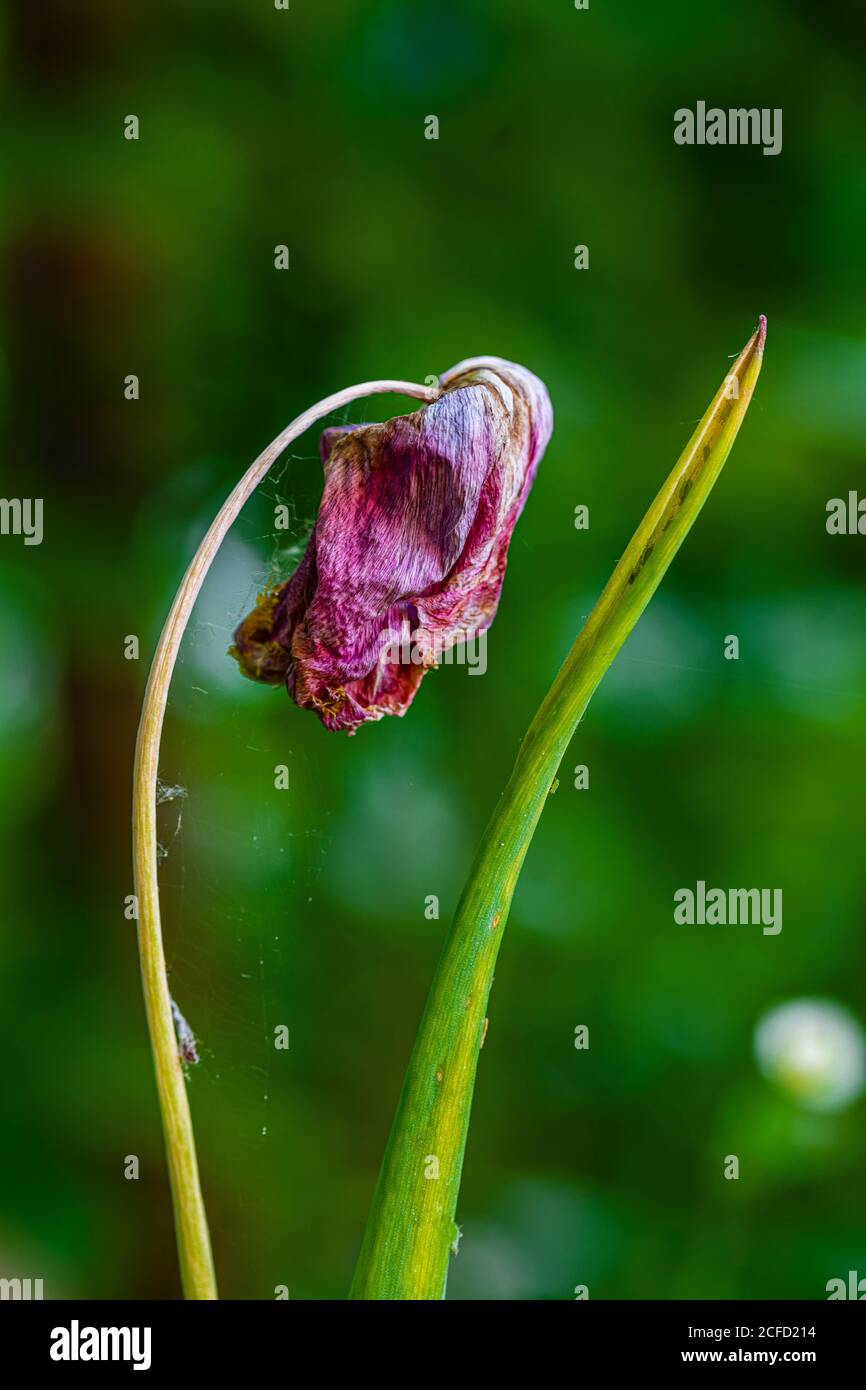 A faded tulip, floral still life Stock Photo - Alamy