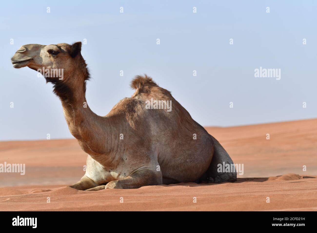 Arabian Camel (dromedary) resting in the harsh desert sand dunes of the ...