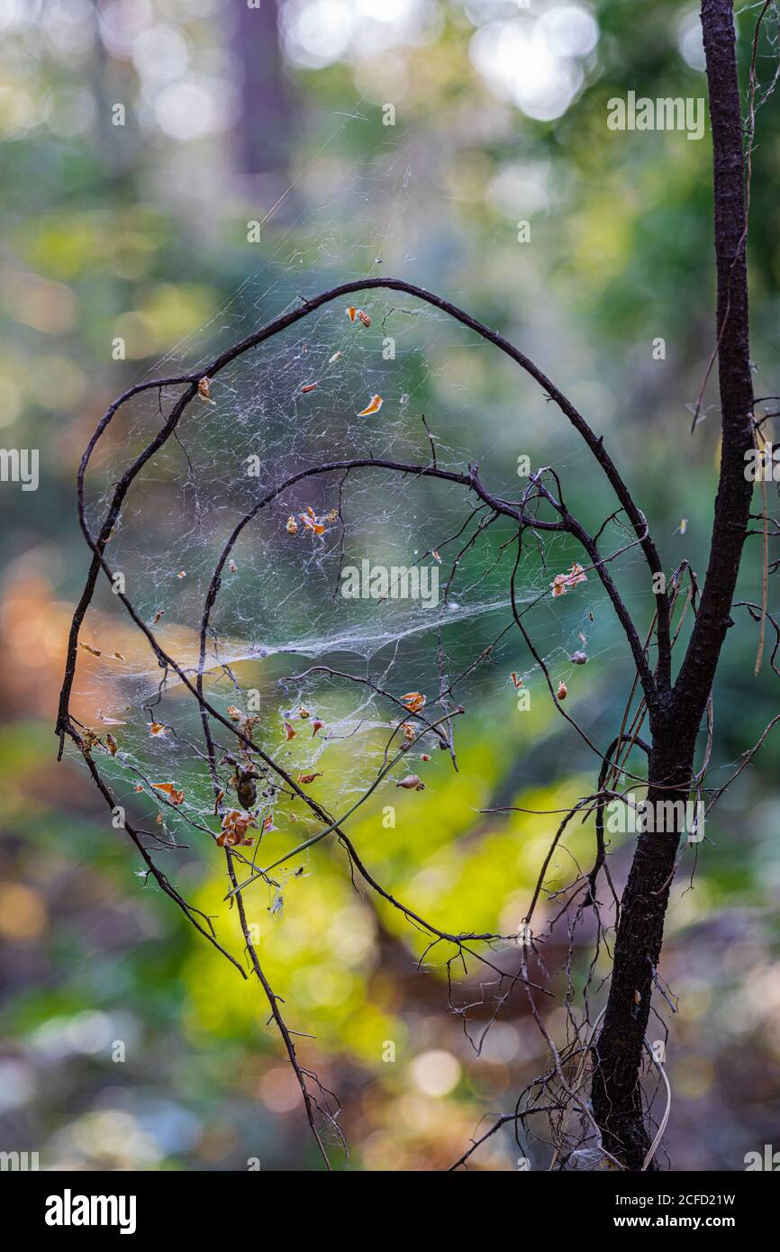 Plant with spider web, close-up Stock Photo - Alamy
