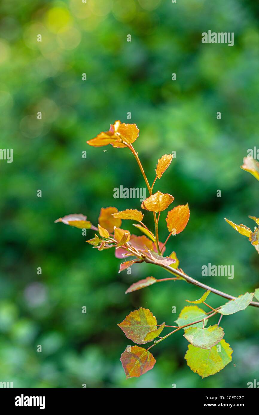 Plant detail, leaves in spring Stock Photo - Alamy
