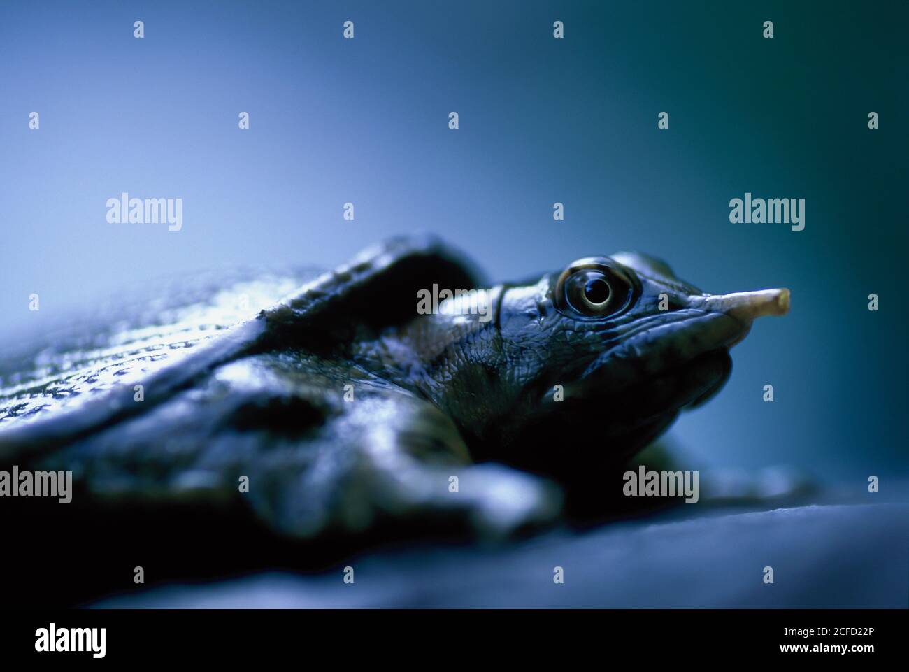 Big headed turtle hi-res stock photography and images - Alamy