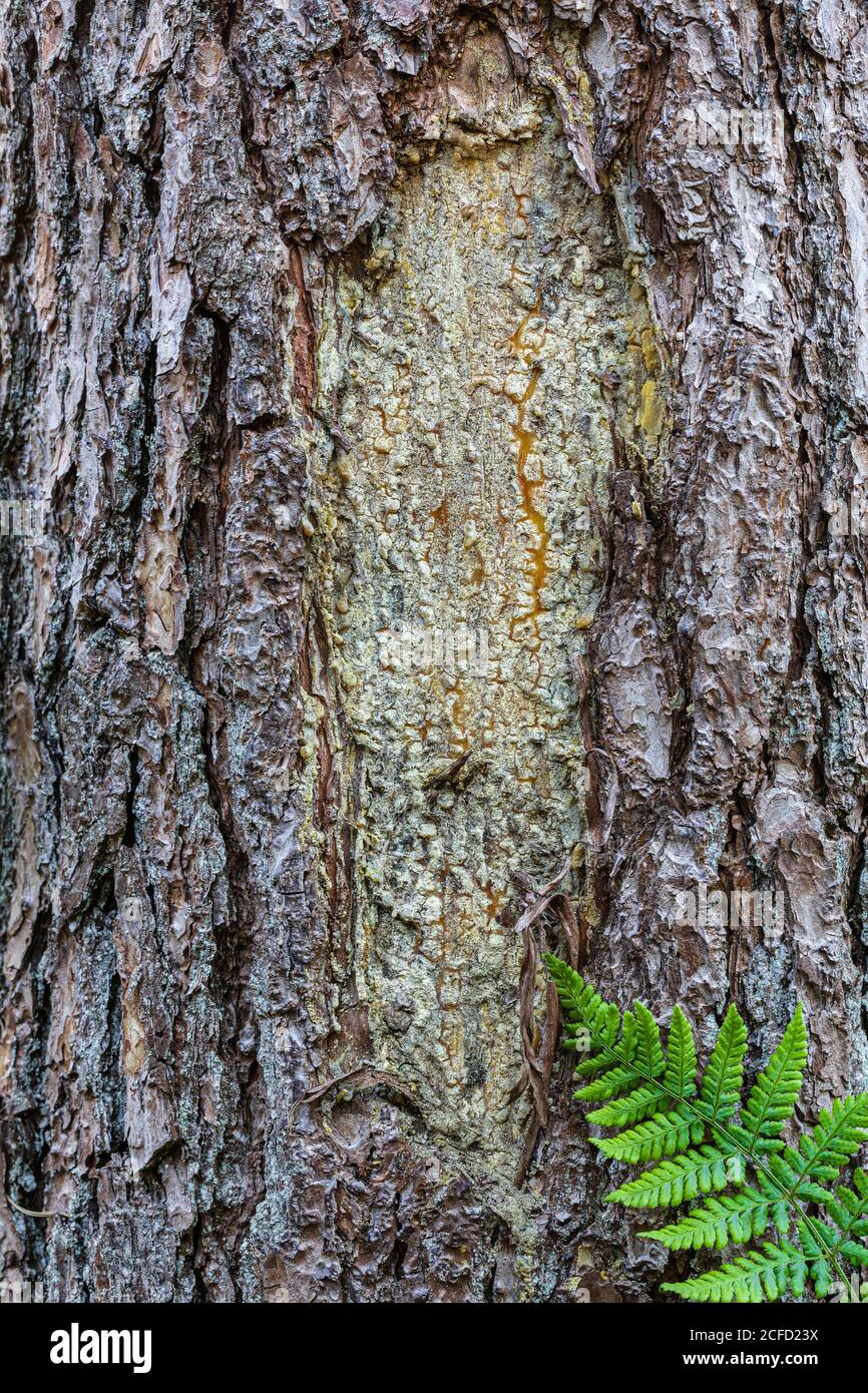 Pine bark close-up, fern, background image from nature Stock Photo - Alamy