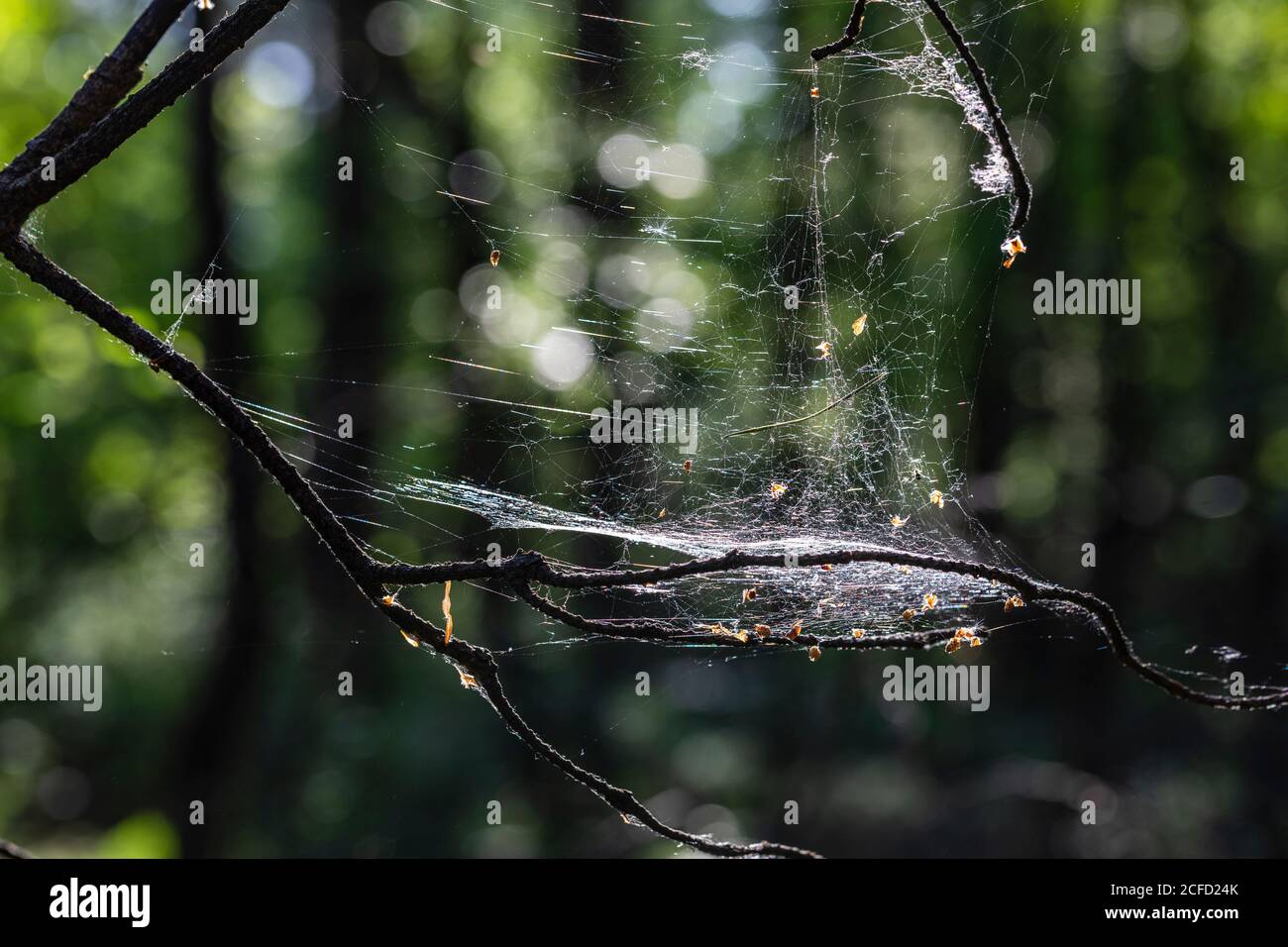 Plant with spider web, close-up Stock Photo - Alamy