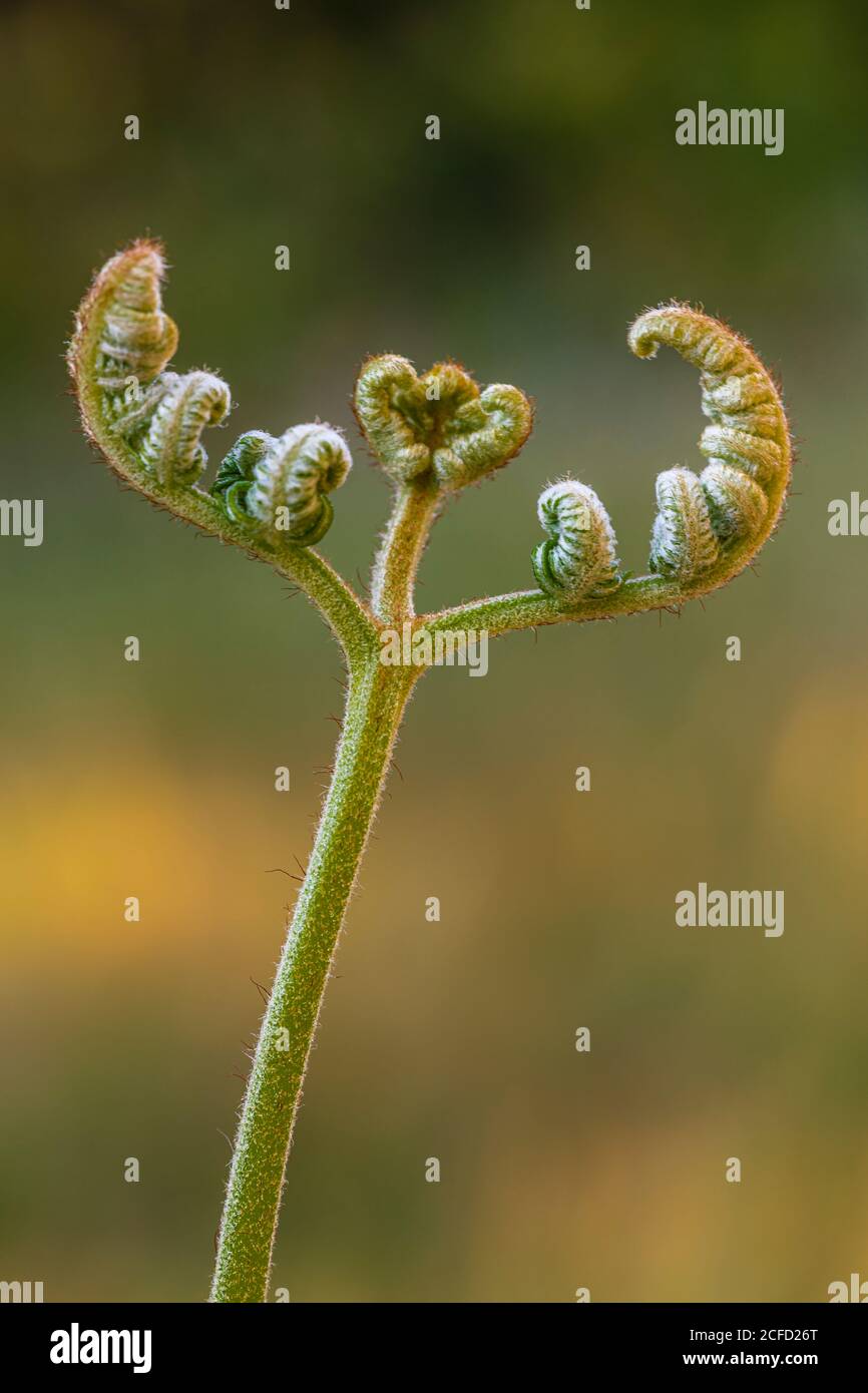 Fern shoots, close-up, ferns, fern fronds, shoots, forest still life ...