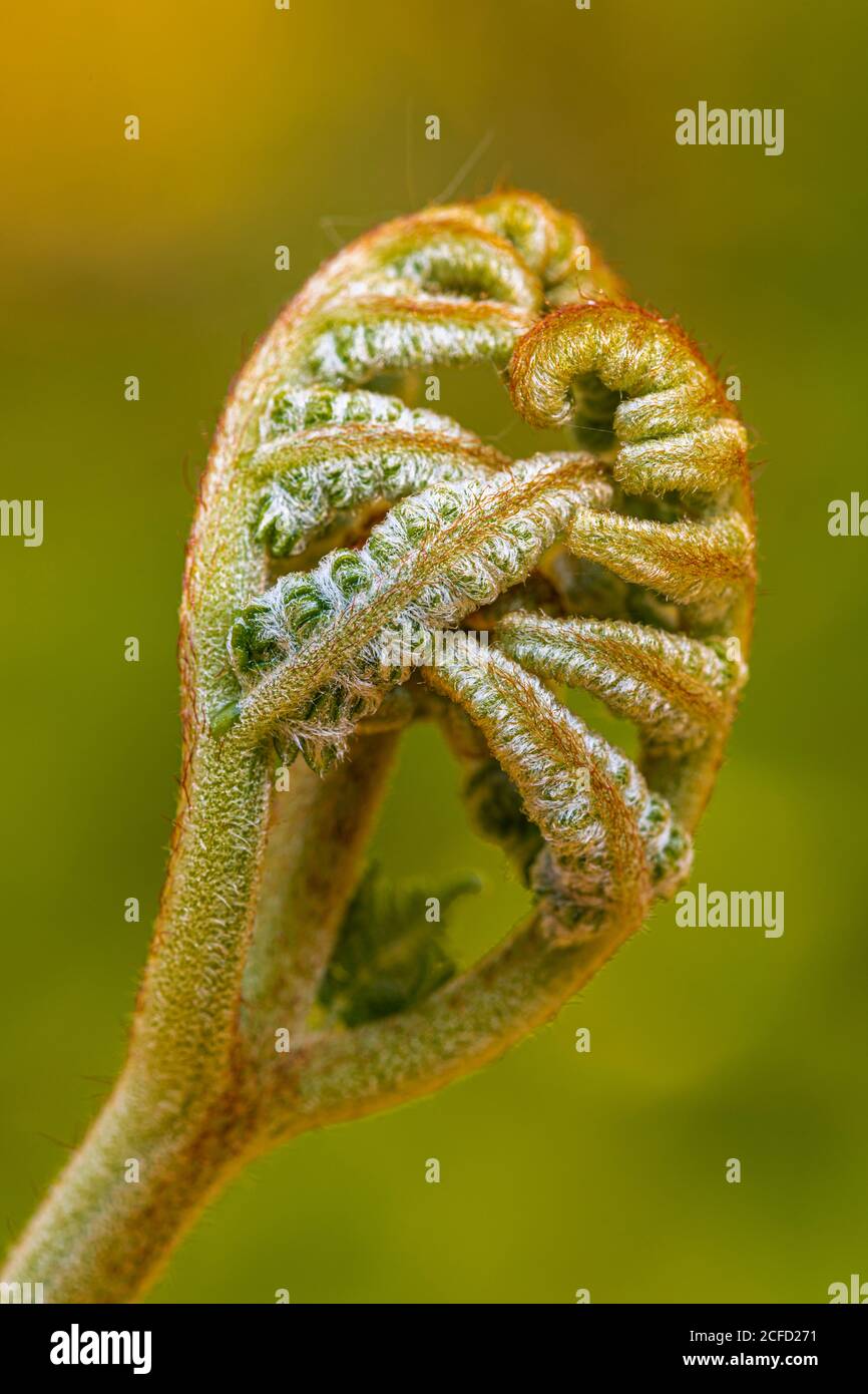 Fern shoots, close-up, ferns, fern fronds, shoots, forest still life ...