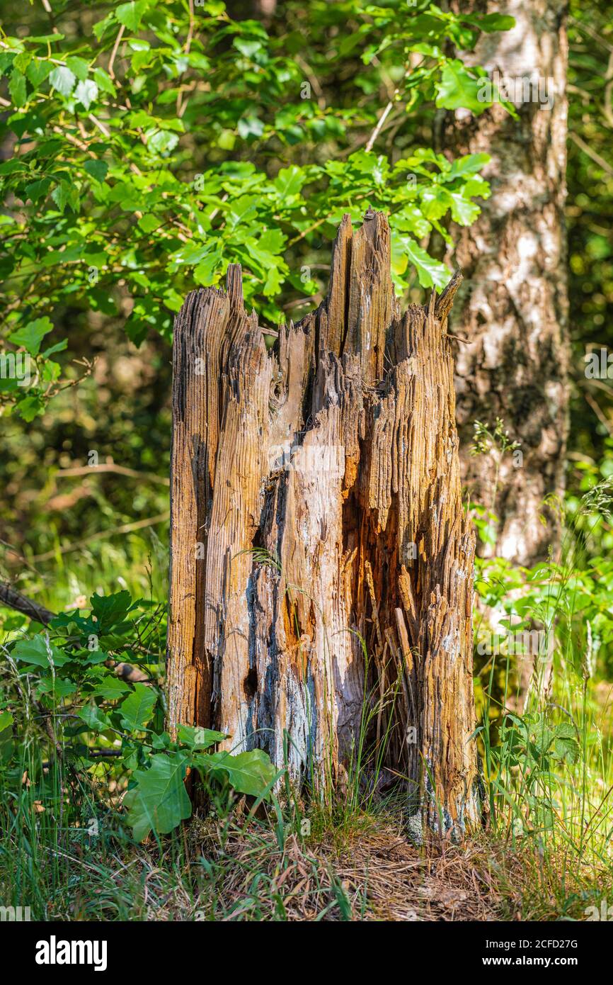 Tree trunk, dead wood Stock Photo - Alamy