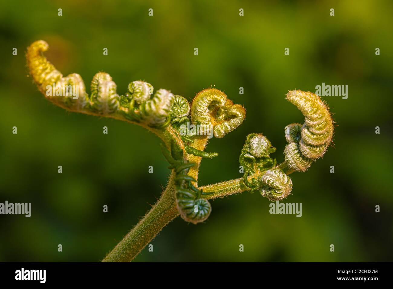 Fern shoots, close-up, ferns, fern fronds, shoots, forest still life ...