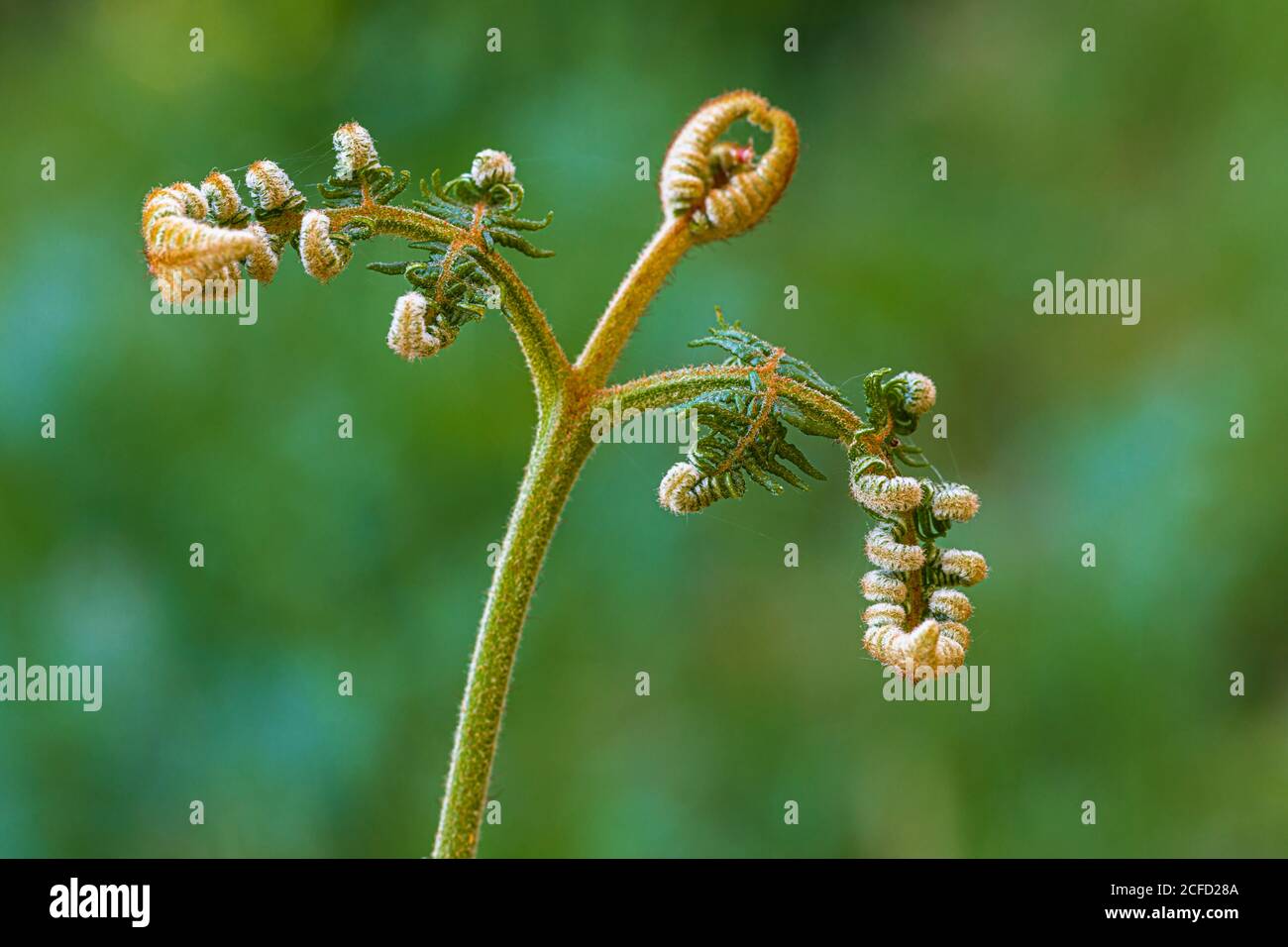 Fern shoots hi-res stock photography and images - Alamy