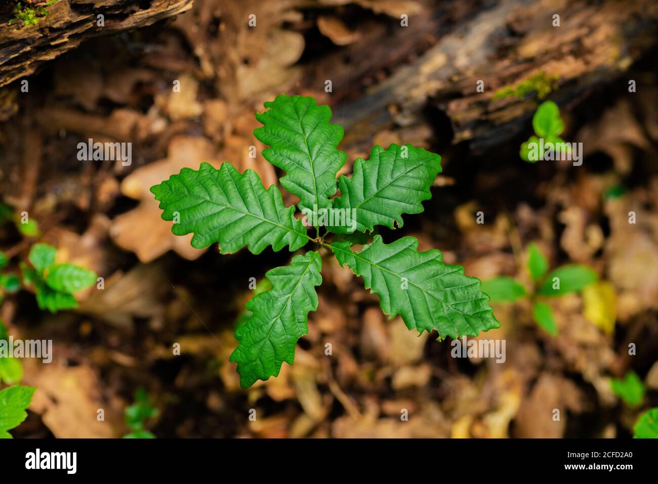 Young oak tree hi-res stock photography and images - Alamy