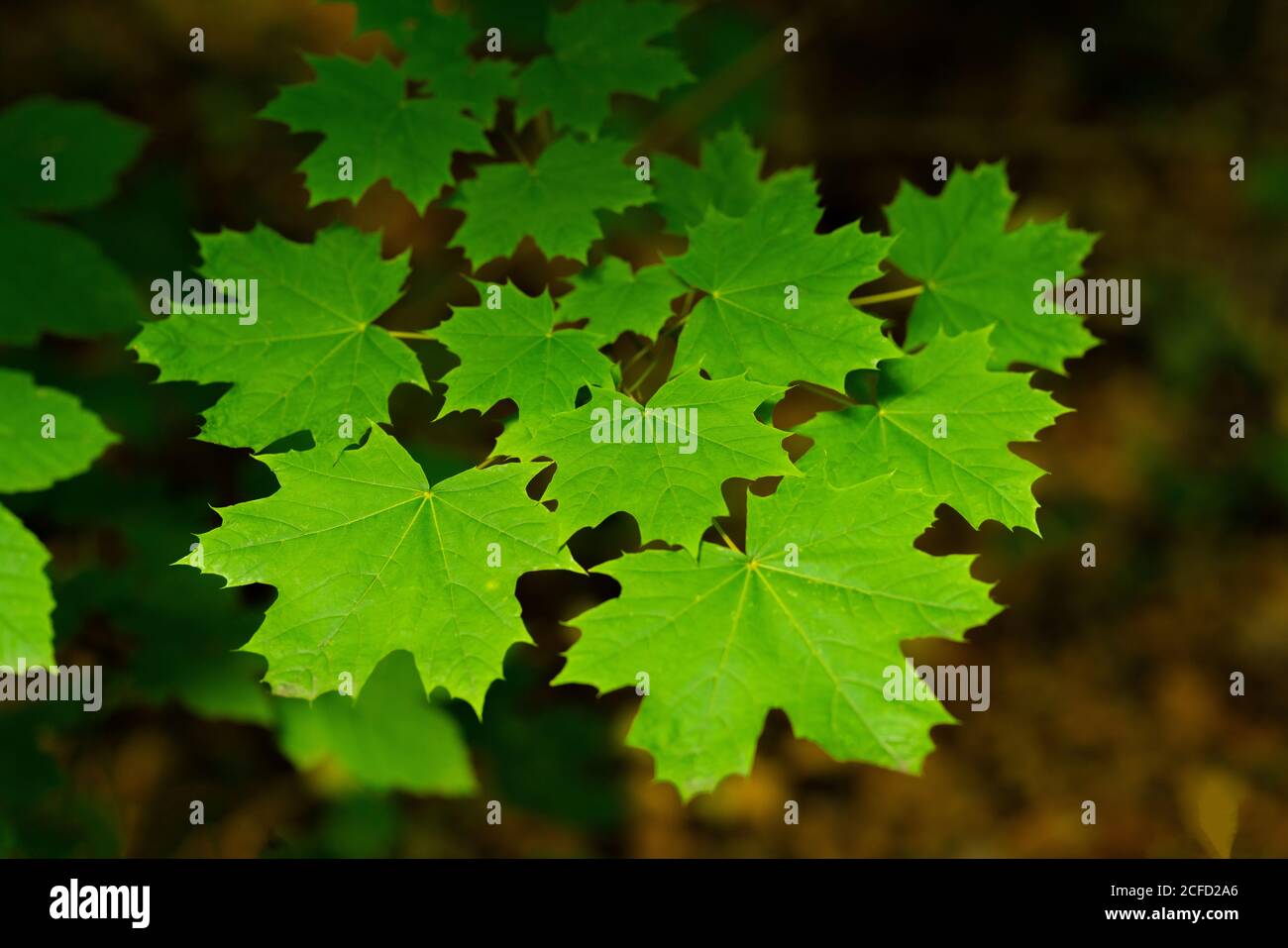 Leaves of a young maple tree in the summer in Germany Stock Photo - Alamy