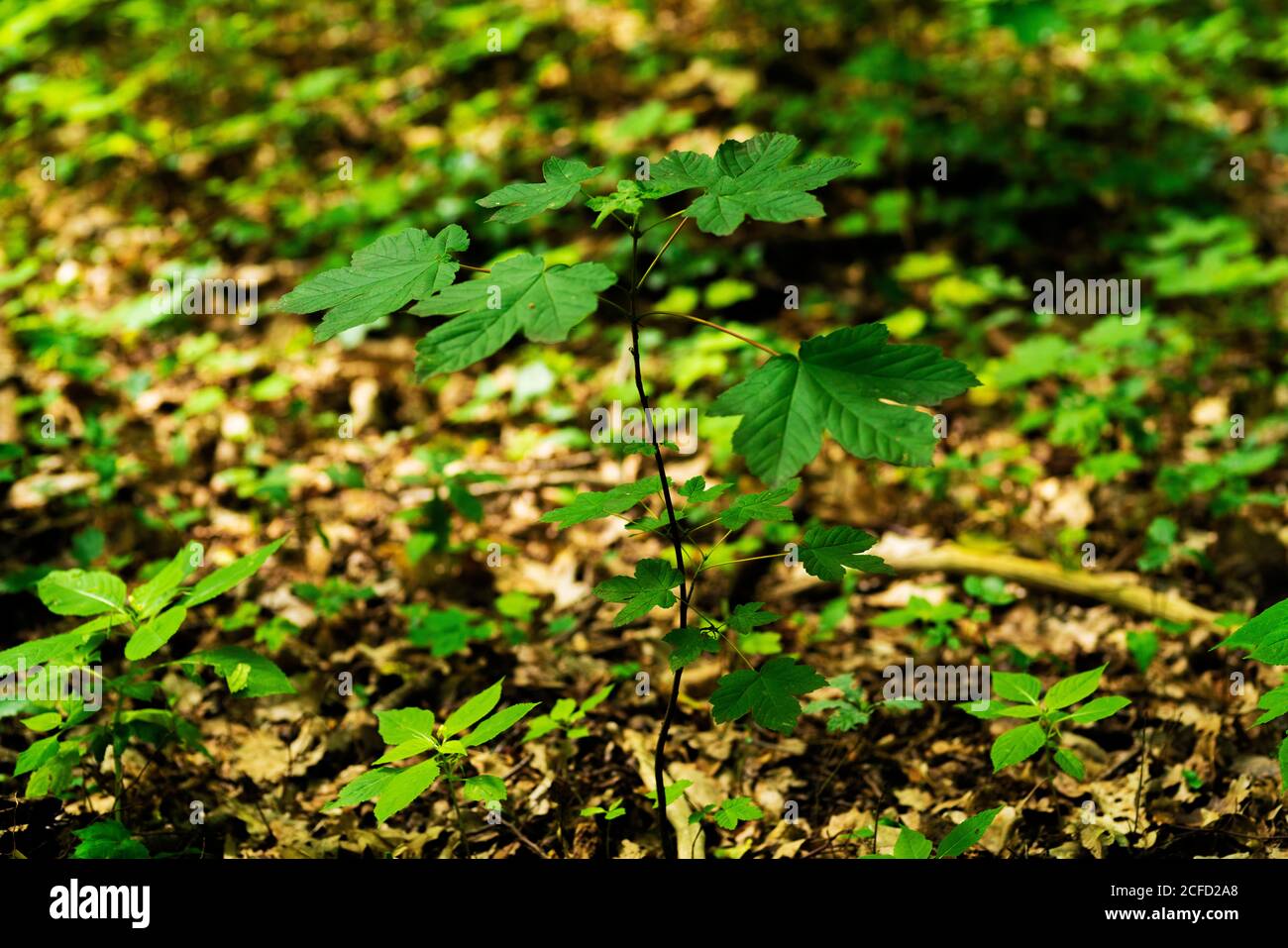 Small young maple tree in the forest in the summer in Germany Stock ...