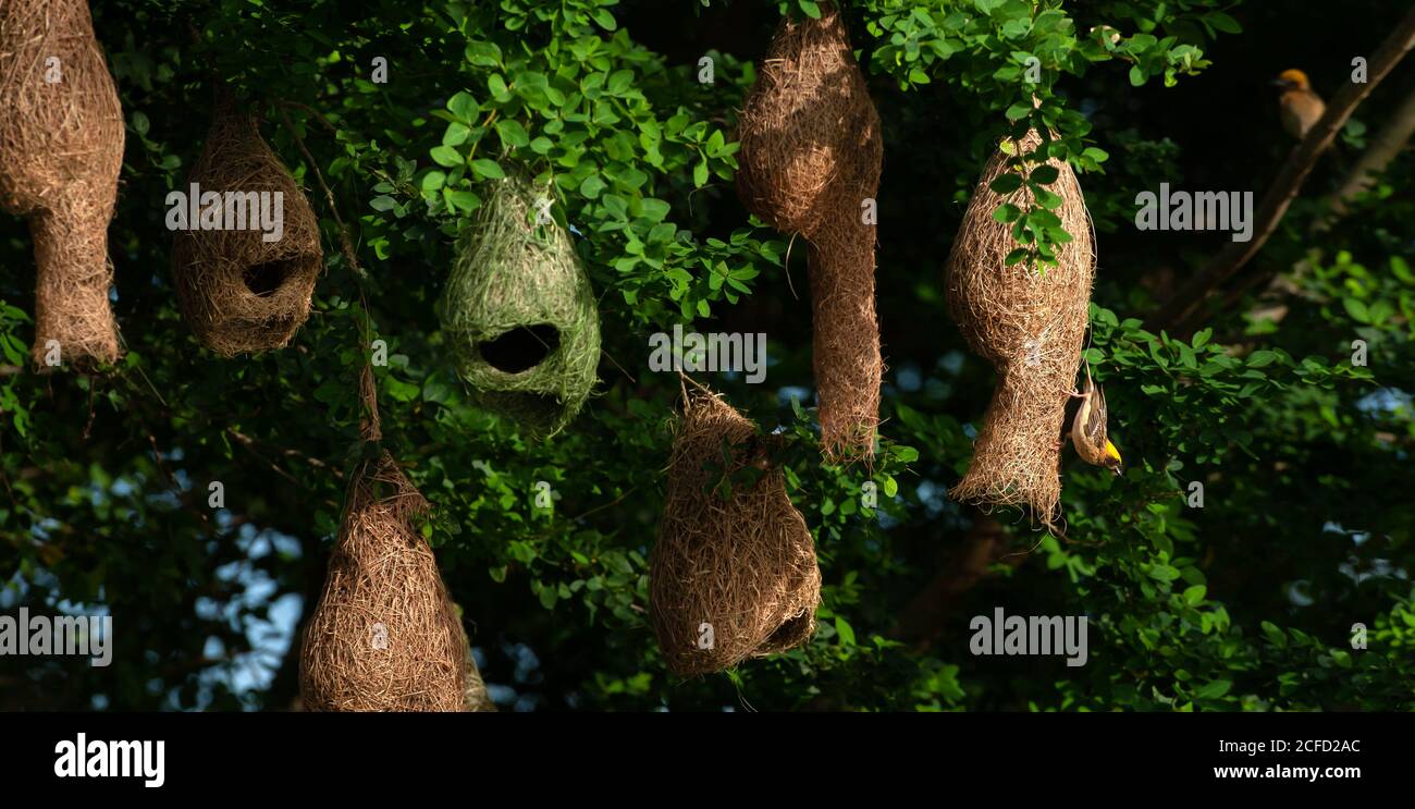 A colony of Baya Weaver and Streaked Weaver on the branches of wild ...