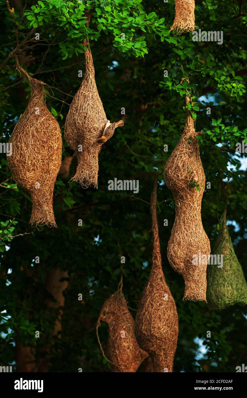 A colony of Baya Weaver and Streaked Weaver on the branches of wild ...