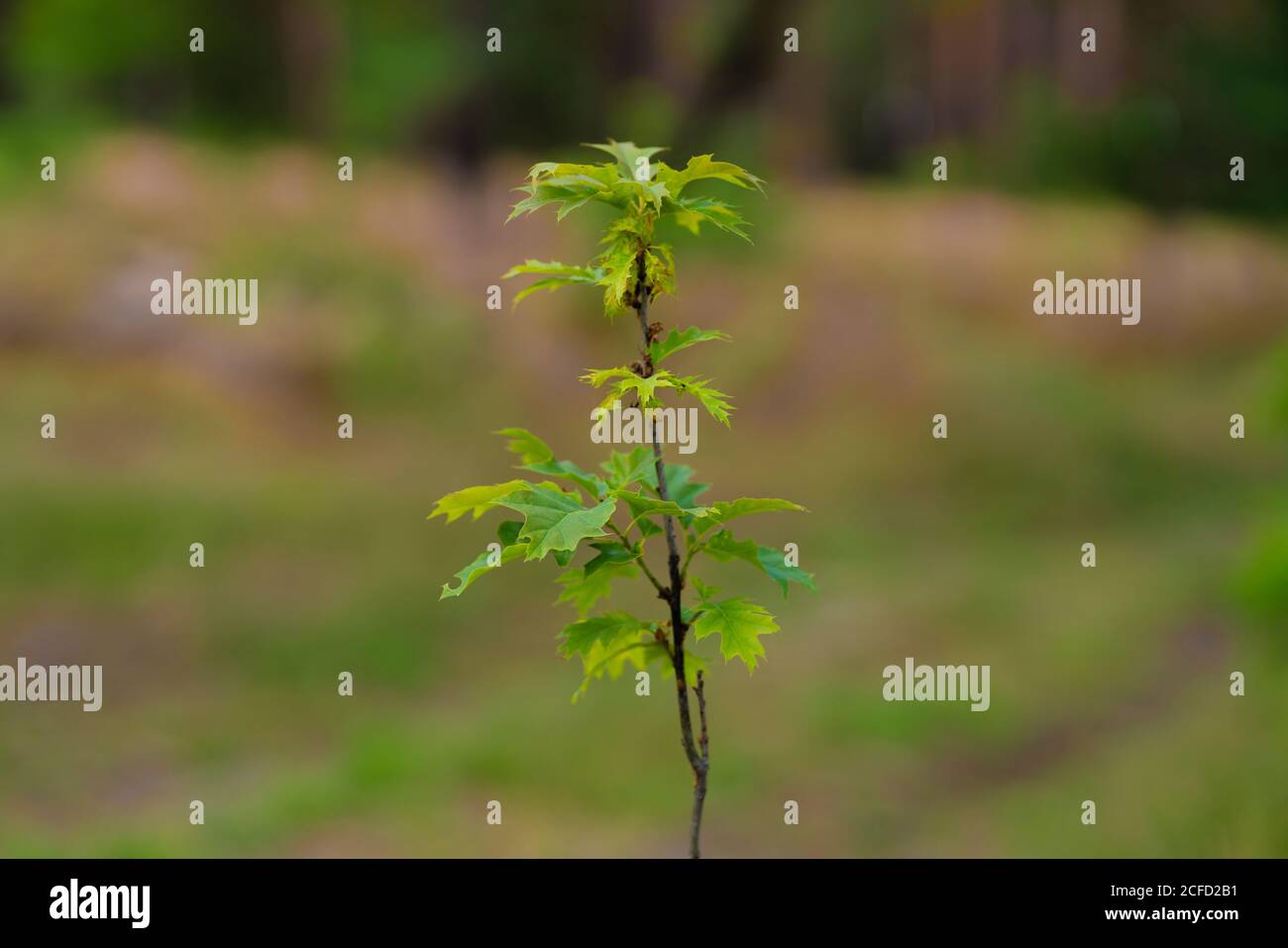 Young oak tree hi-res stock photography and images - Alamy