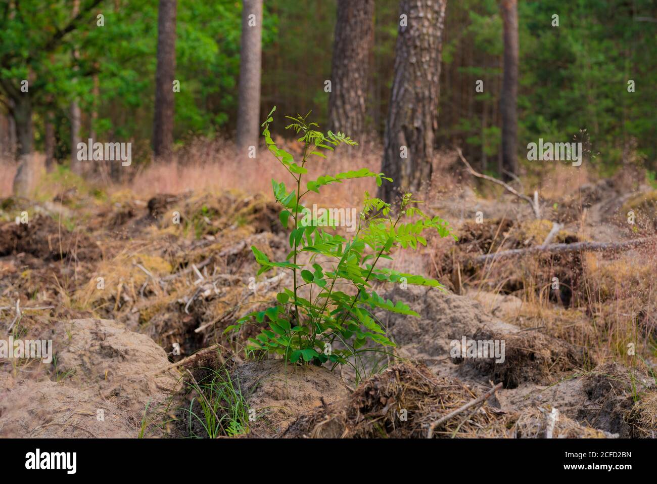 Locust tree hi-res stock photography and images - Alamy