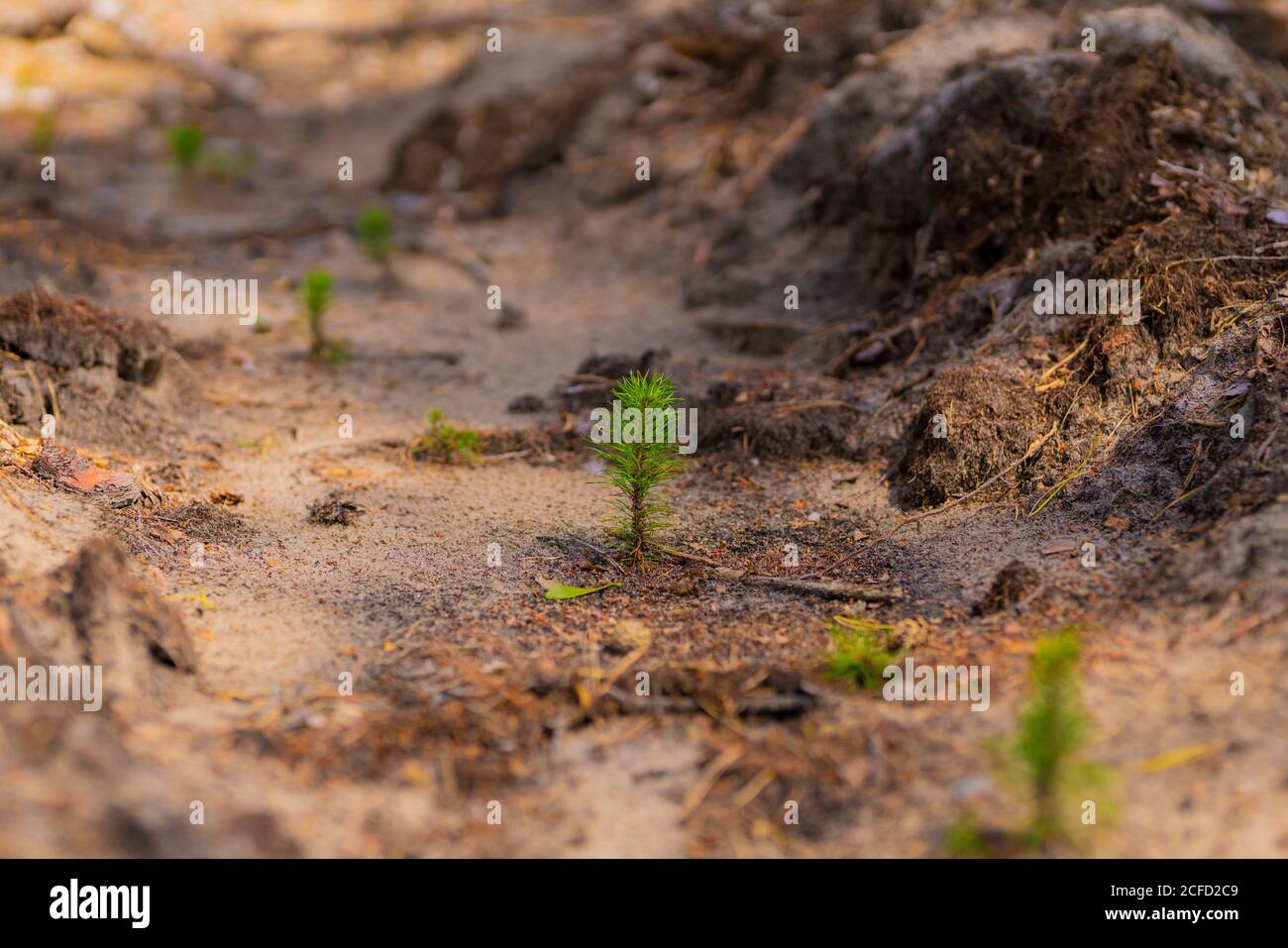 Newly planted pine hi-res stock photography and images - Alamy
