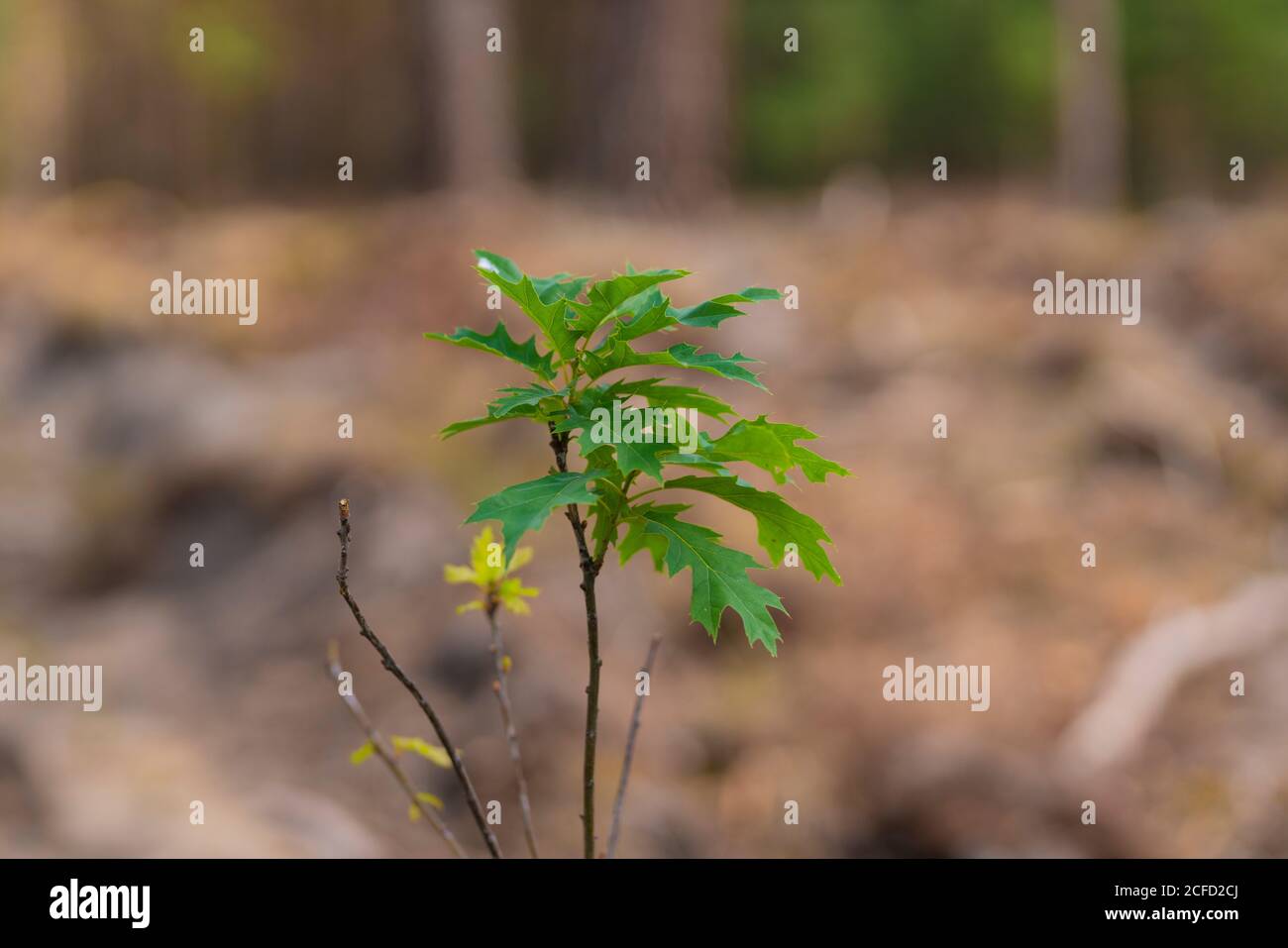Young oak tree hi-res stock photography and images - Alamy