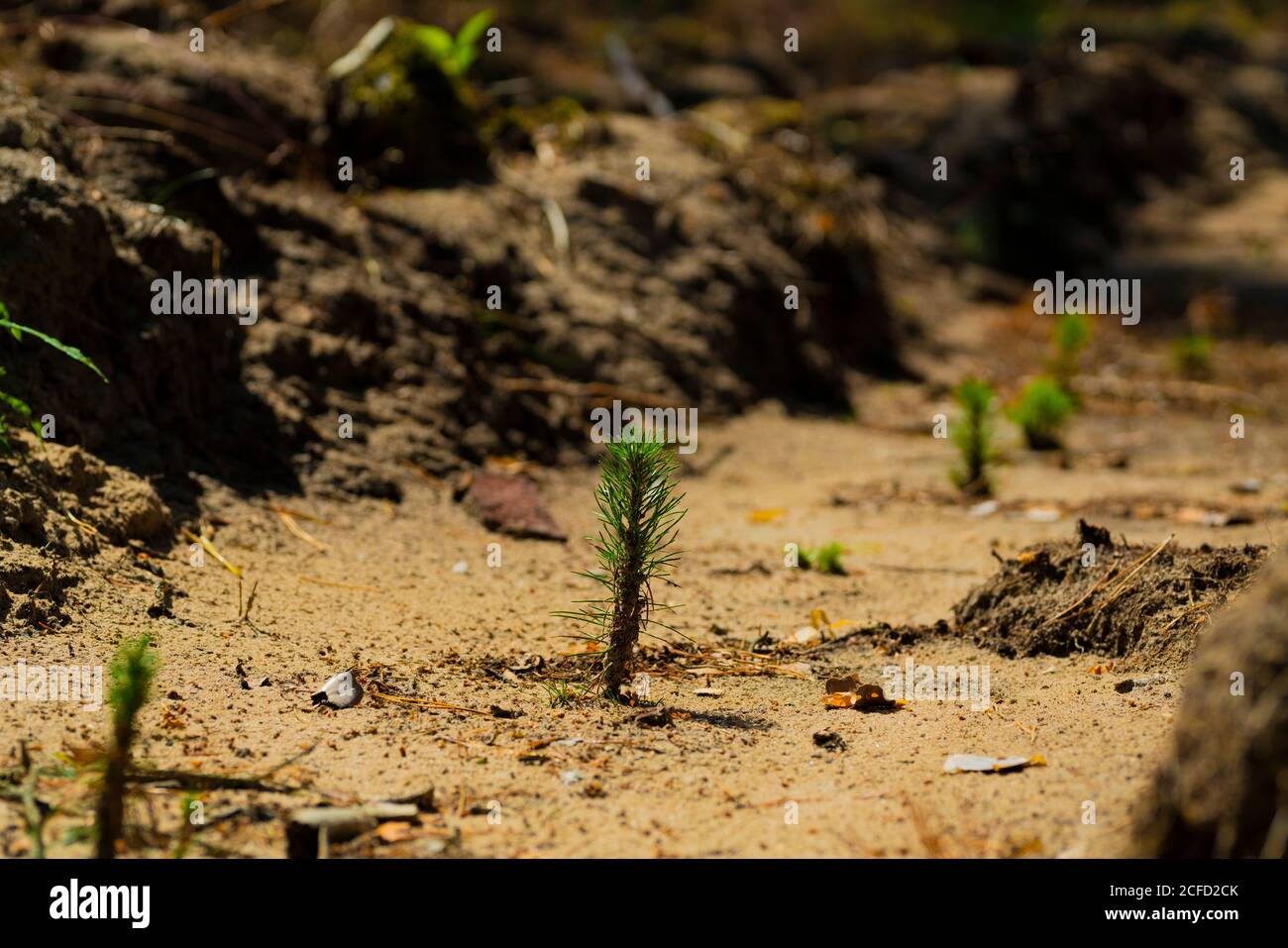 young, newly planted pine trees in the forest in Germany Stock Photo ...