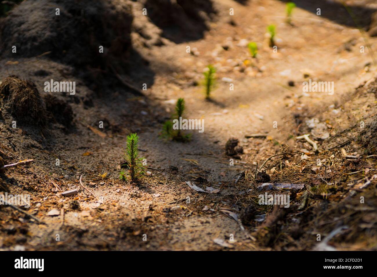 Planted forest hi-res stock photography and images - Alamy