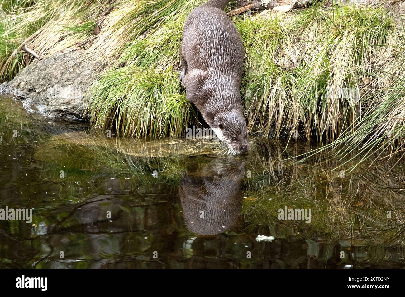 Lakeside otter hi-res stock photography and images - Alamy