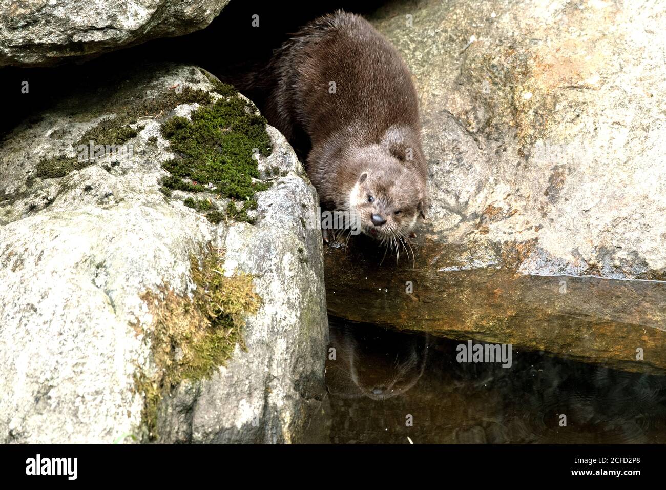 Lakeside otter hi-res stock photography and images - Alamy