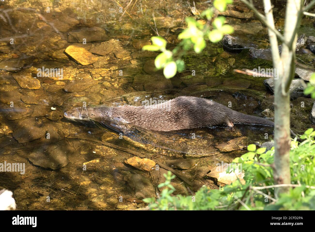 Lakeside otter hi-res stock photography and images - Alamy